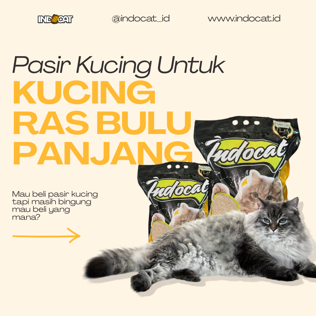 Tips Memilih Pasir Kucing untuk Kucing Ras Berbulu Panjang - Indocat.id